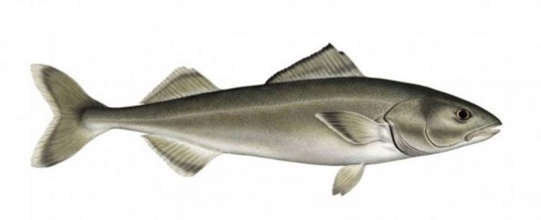 은대구(BLACK COD) - ALASKA 수산물